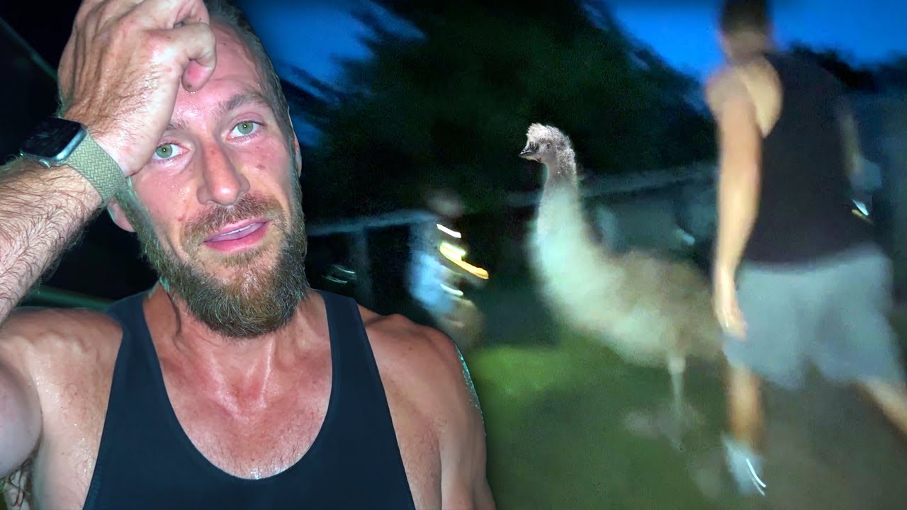 Our worst nightmare: an emu escapes!