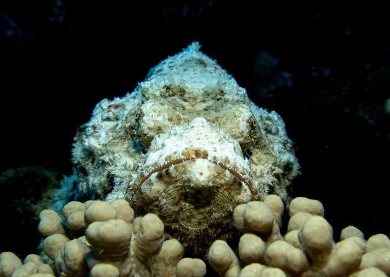 The World’s Most Dangerous Sea Creatures