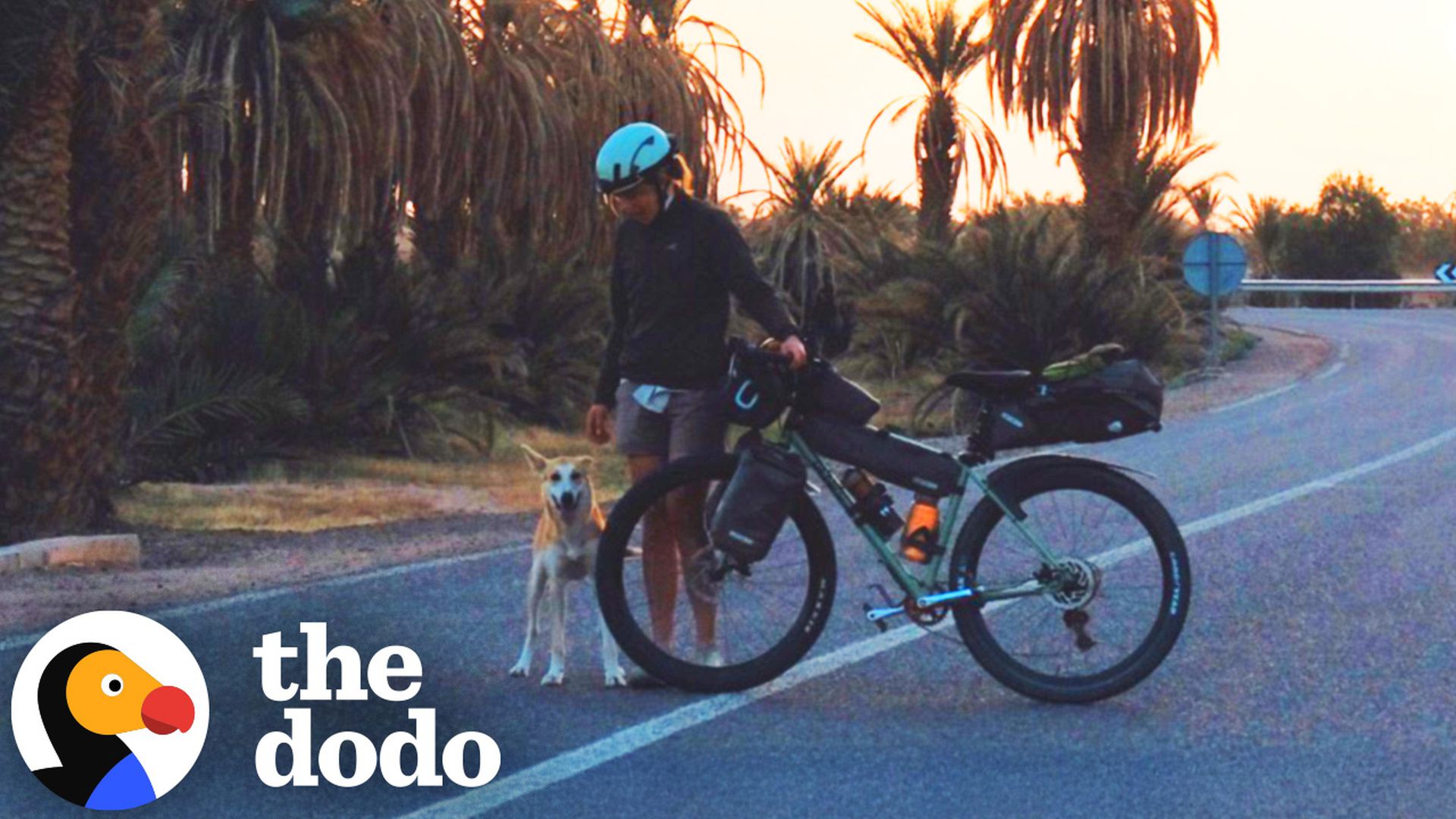 Stray Dog Follows Cyclists 62 Miles Across The Sahara Desert