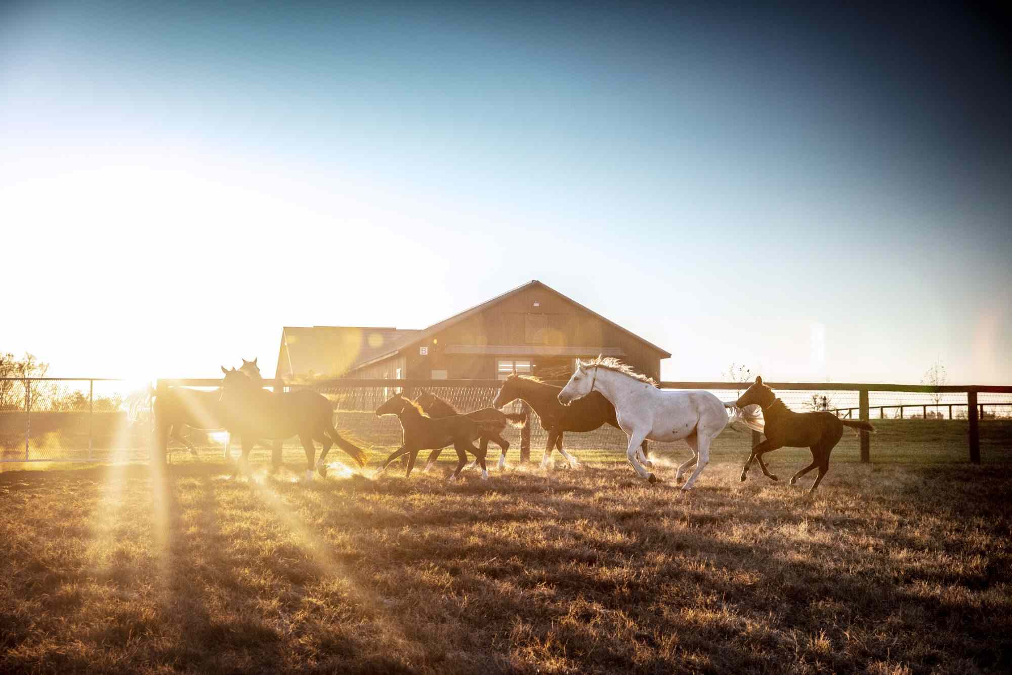 The best things to do in Lexington, Kentucky, in the fall