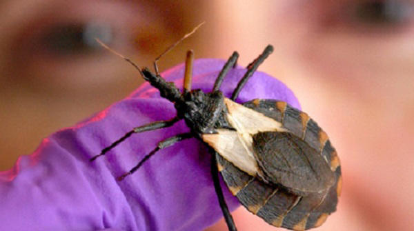 Are kissing bugs, a potentially deadly insect, in Pennsylvania?