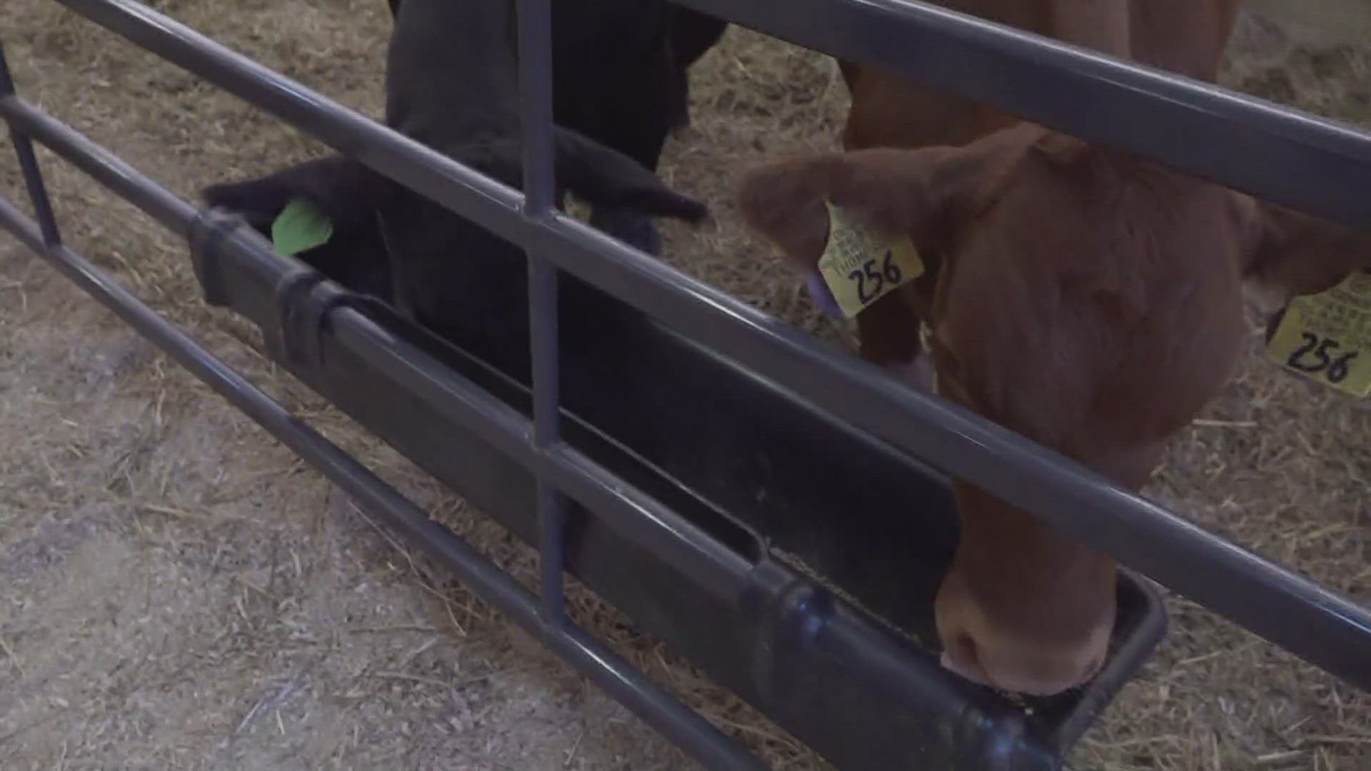 What you need to know for the Tennessee Valley Fair