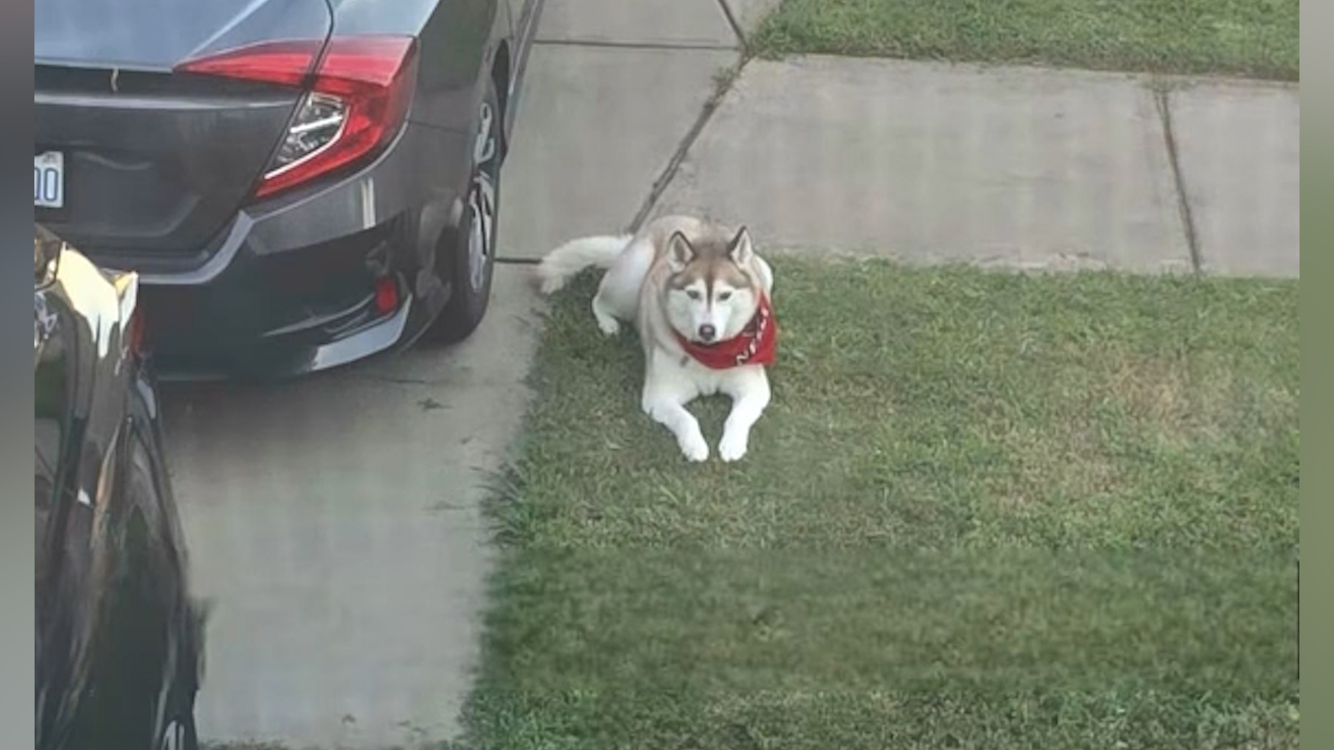 Dog Waits By Car