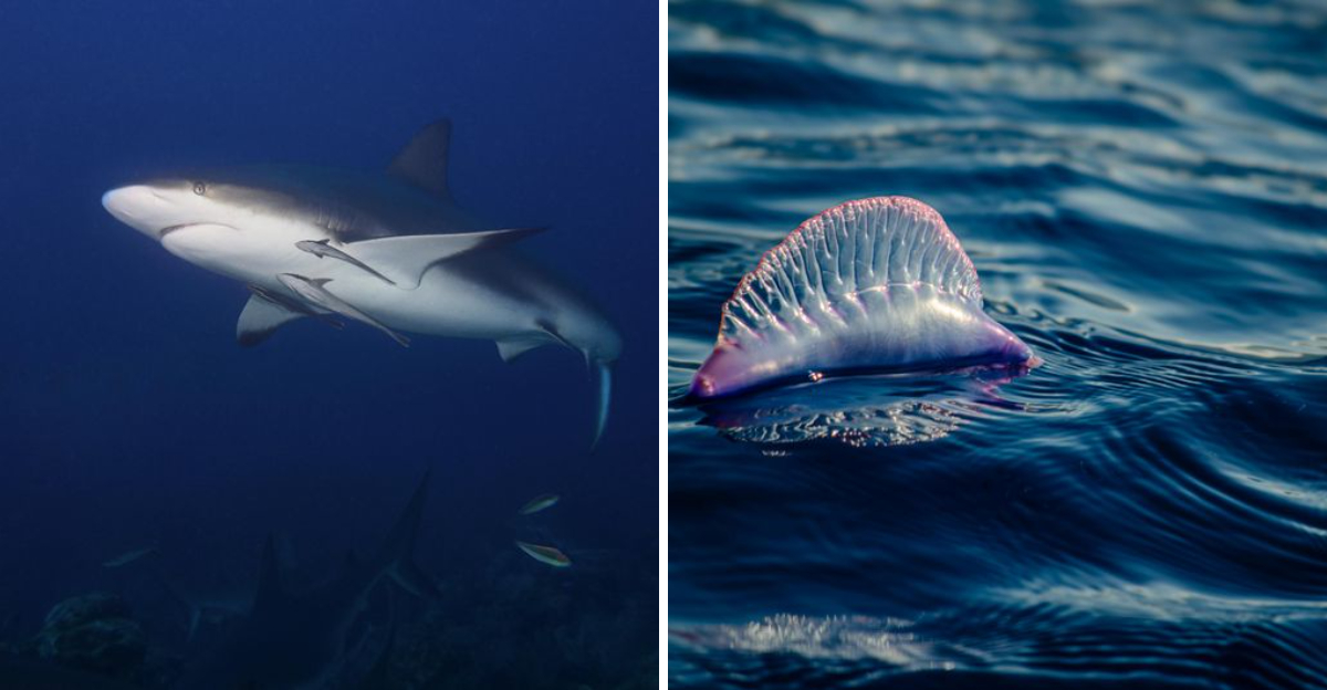 The World’s Most Dangerous Sea Creatures