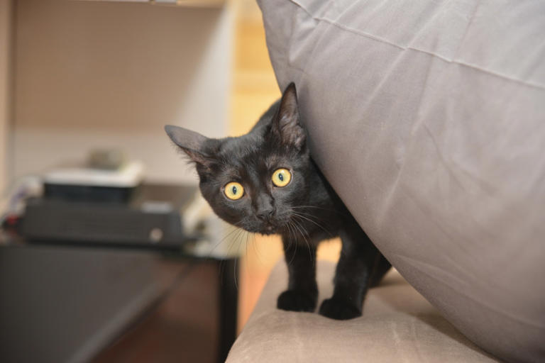 A black cat named Tuesday is melting hearts online