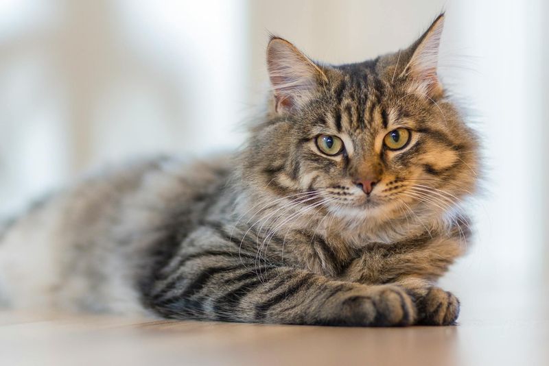 8 Animals That Refuse To Be Herded