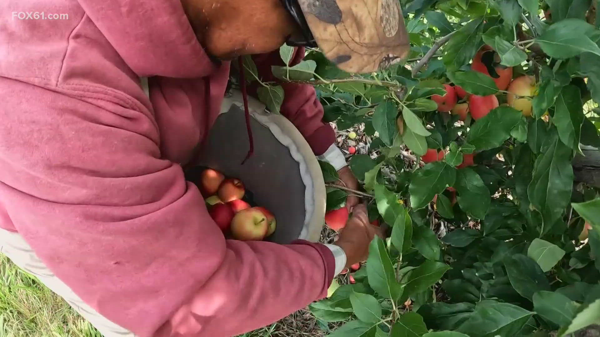 Johnny Appleseed's Farm in Ellington braces for peak season amid apple ...