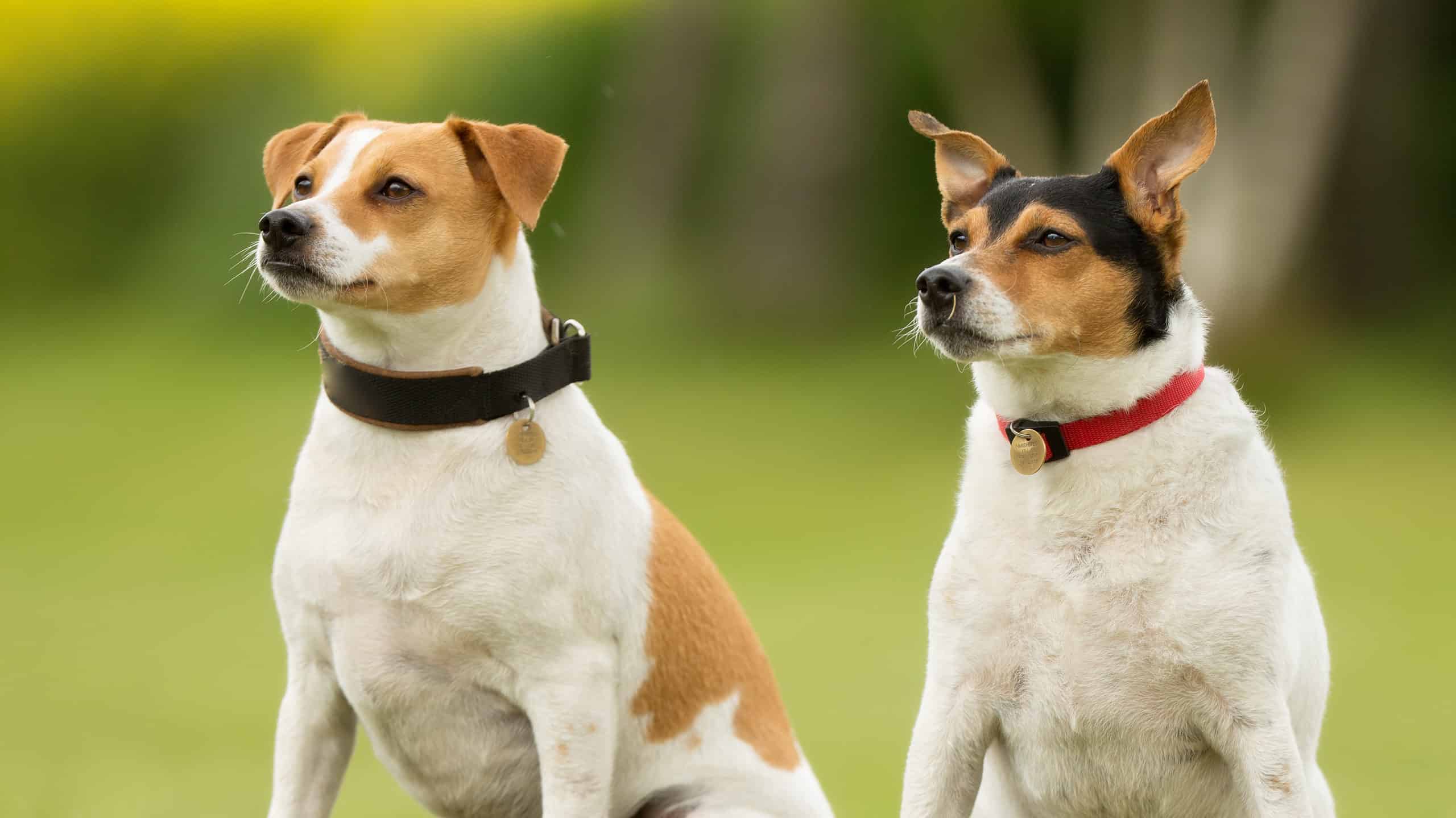 Vikings bred this dog to survive. Why did it take 1,200 years for the ...