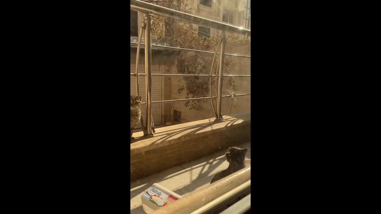 Curious cat peeks into camera in Barcelona, Spain