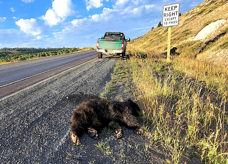 Four bears down: South Pass’s cautionary tale of how roadkill begets ...