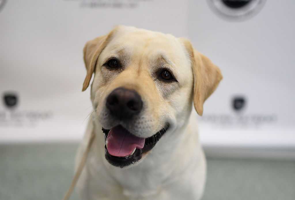 Report reveals the most popular dog breed in Ohio, Kentucky and Indiana