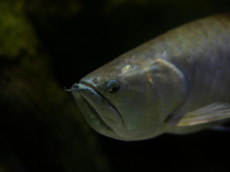 7 Beautiful Fish That Suffer In Small Tanks