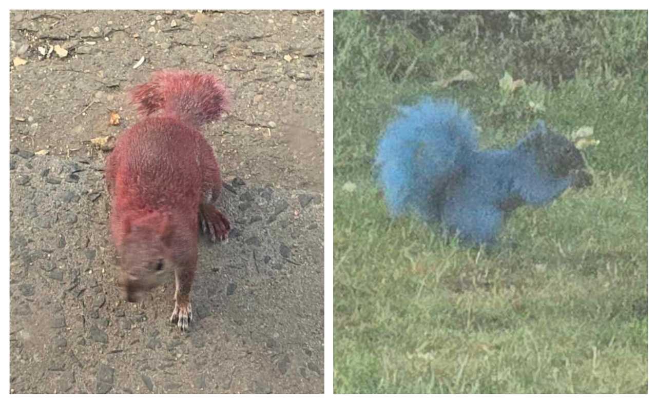Color Me Nuts: Painted Squirrels Turn Heads In CT; Police On Hunt For ...