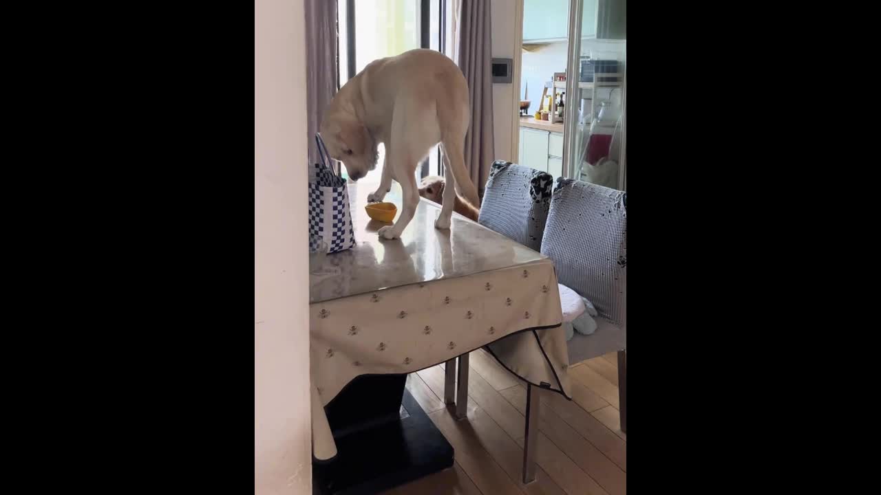 Playful dog slips while stealing food in Shanghai, China
