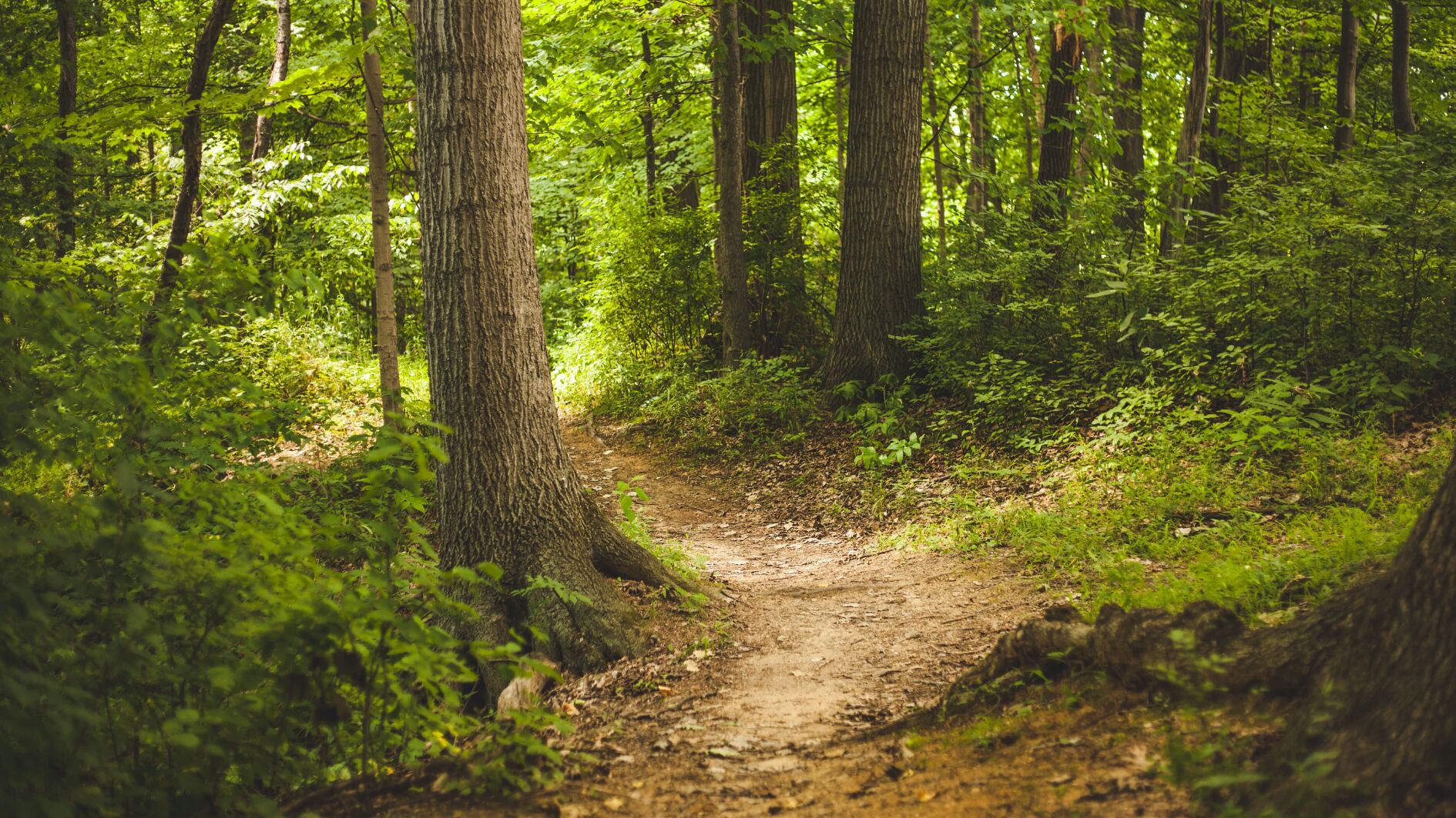 Liberty hunt begins this weekend