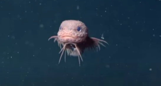 Deep-sea discovery: the ‘world’s cutest sea monster’ spotted 10,800ft ...