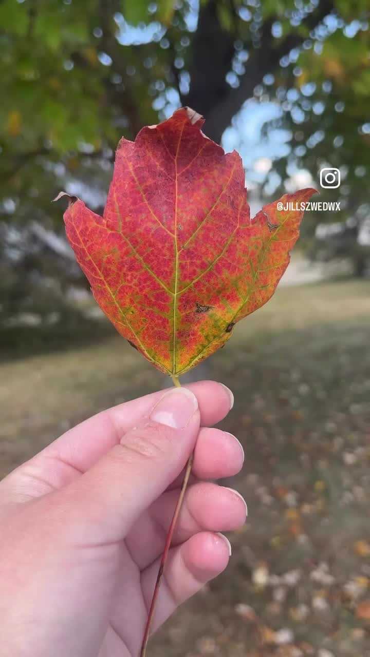 Dry summer, drought may dull western Pennsylvania's fall foliage colors