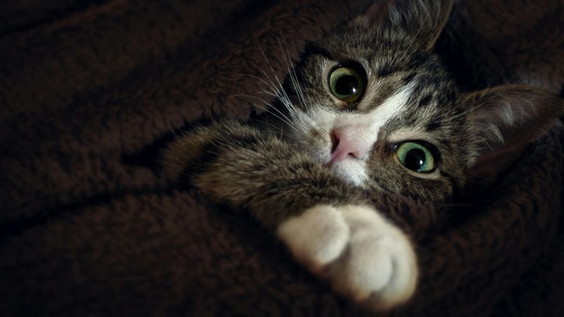 12 Natural Cat Behaviors That Should Be Left Alone