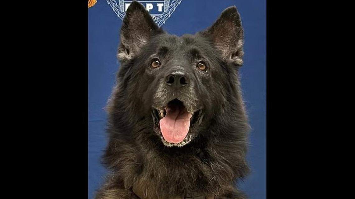 Police dog left in hot patrol vehicle dies, Hawaii cops say. ‘Deeply ...