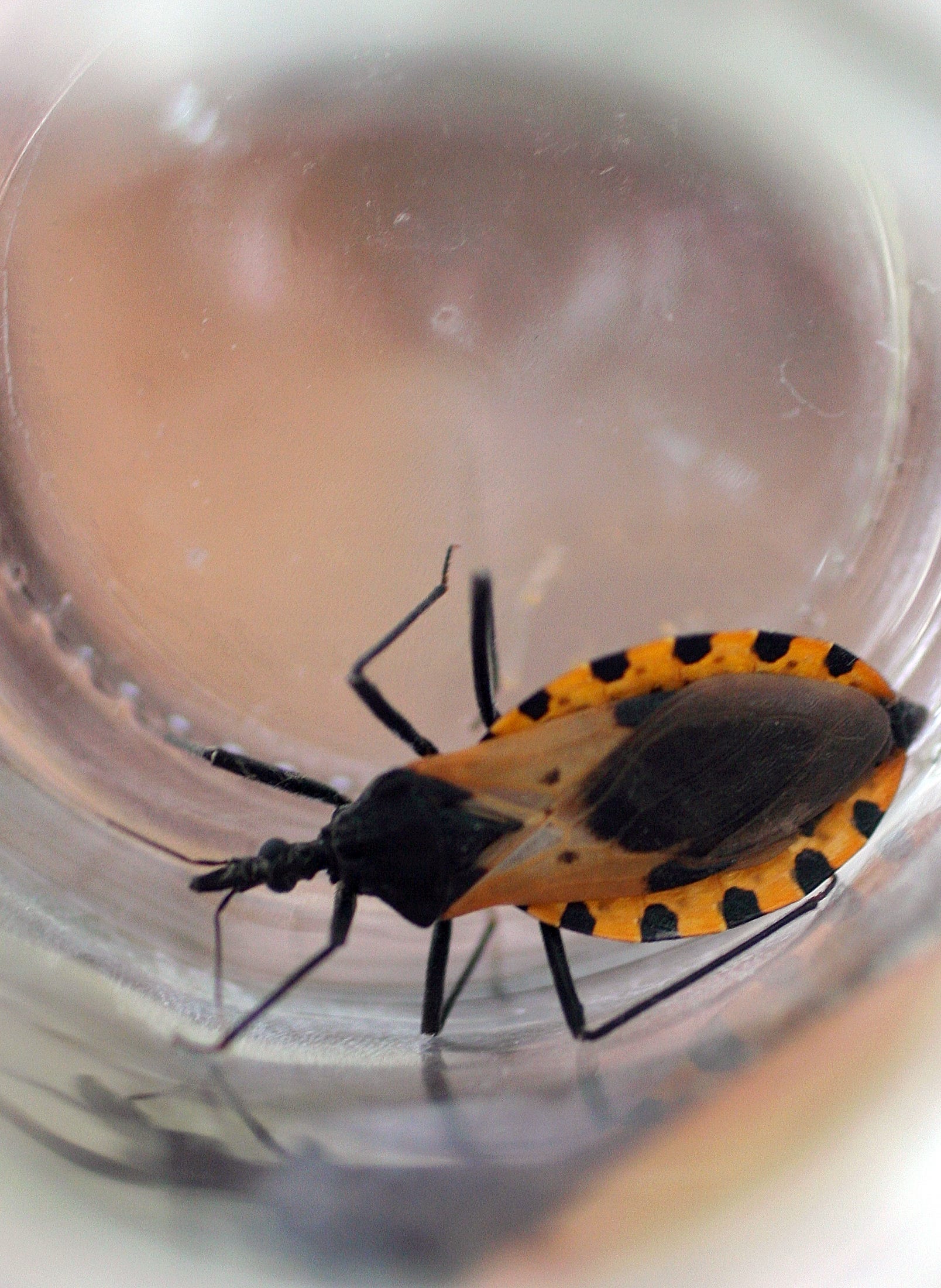 Not so sweet 'kissing bug' Chagas disease endemic, experts say. What to ...