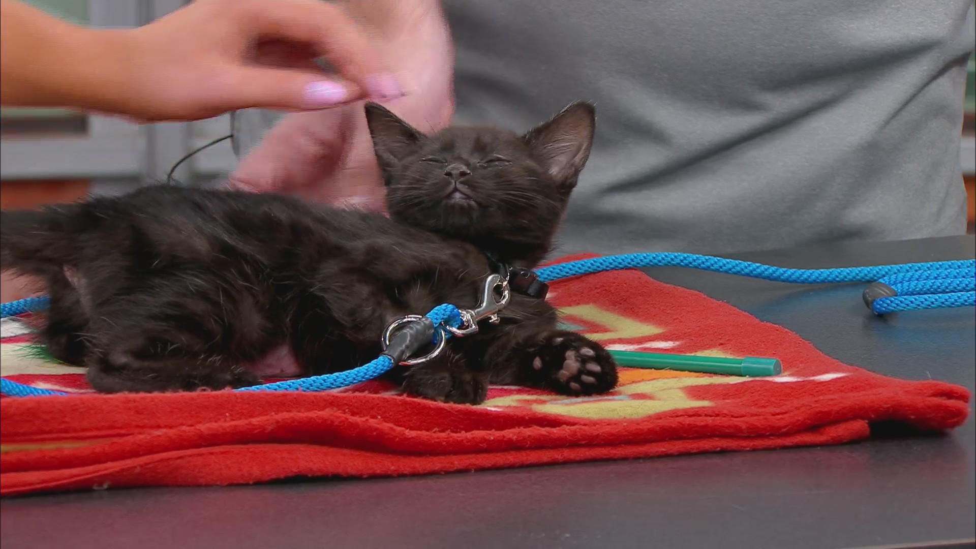 Pet Saver: Fireweed