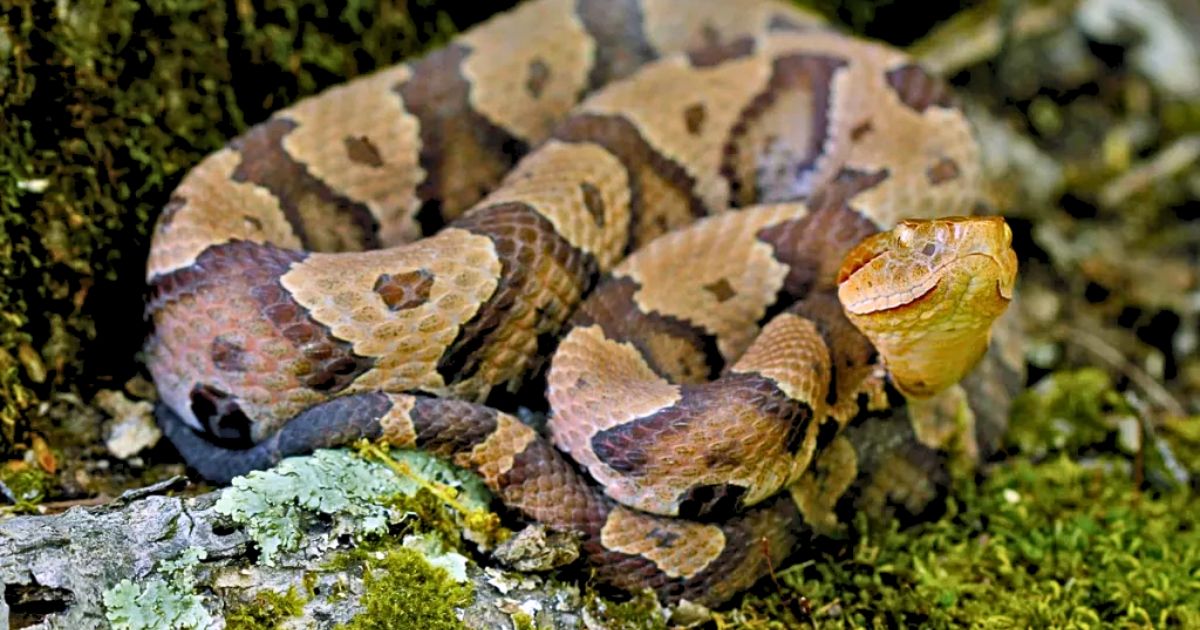 Daycare Under Fire for Not Calling 911 After Snake Bite Sends 4-Year ...