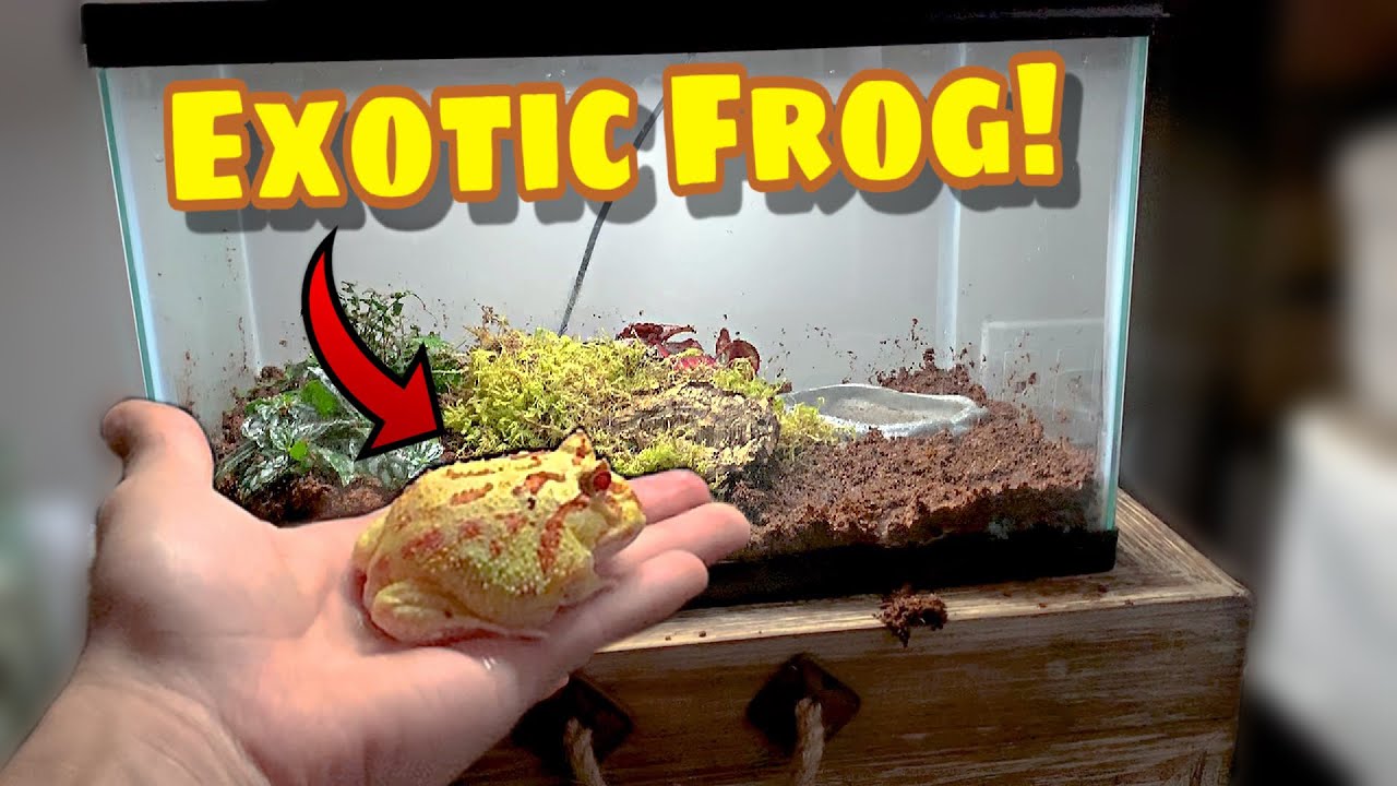 My new pet albino Pacman frog!