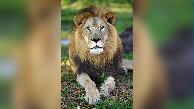 Florida zoo says goodbye to its last lion a day before his 18th birthday