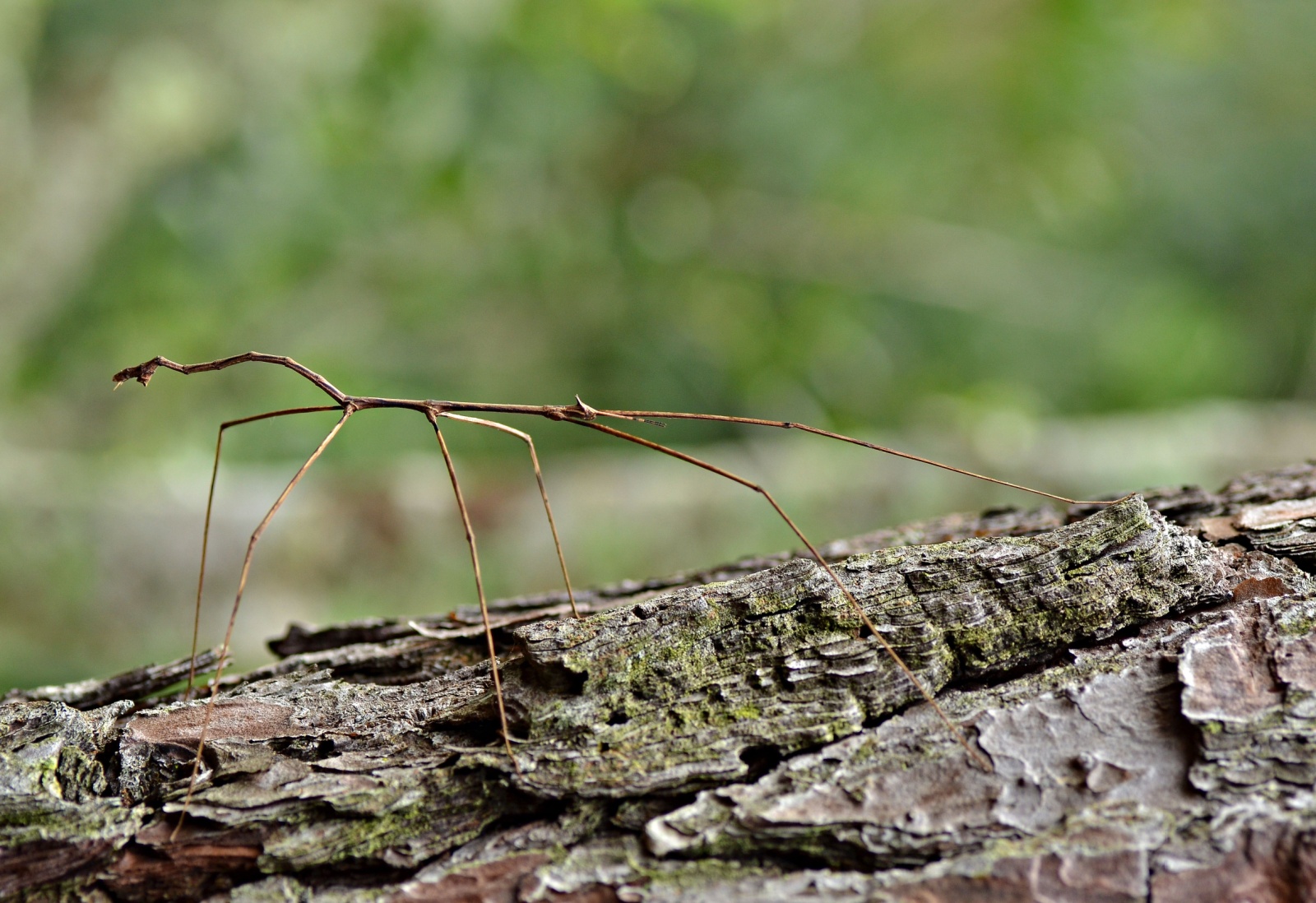 Animals Whose Camouflage Makes Them Hard To See In The Wild