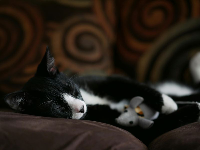 12 Natural Cat Behaviors That Should Be Left Alone