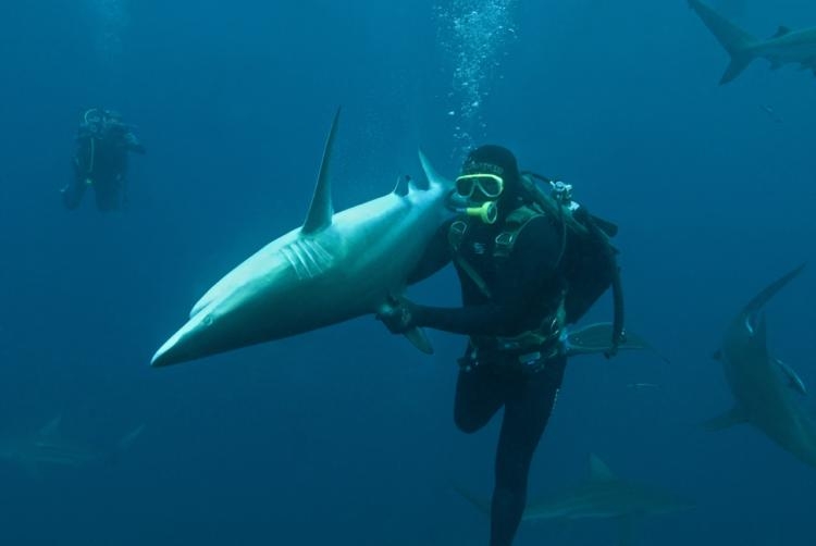 Pourquoi les requins se figent-ils dans certaines situations, comme s ...