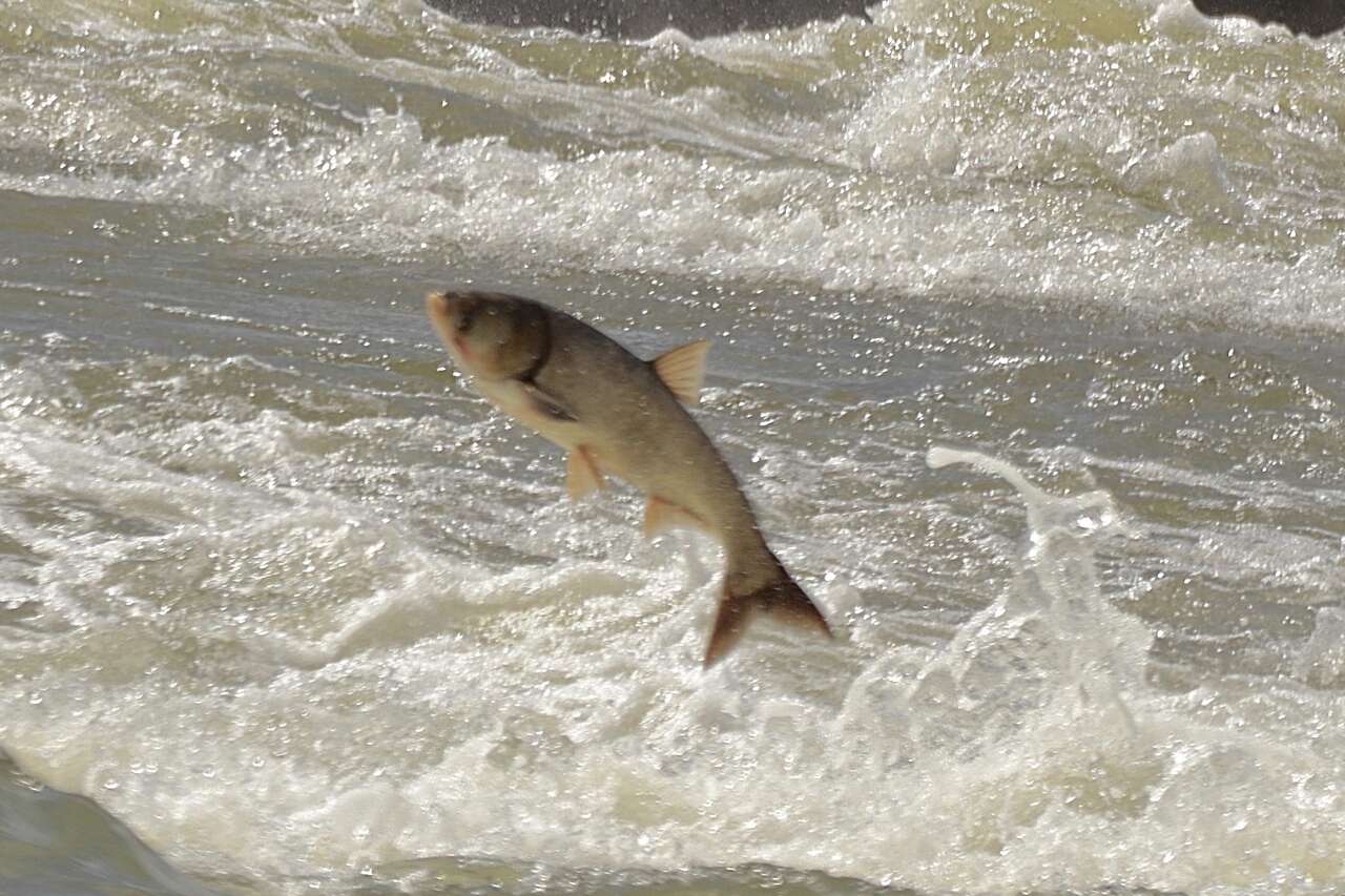 KYLA ROBINSON: Eating invasive species — and feeding carp to pets ...