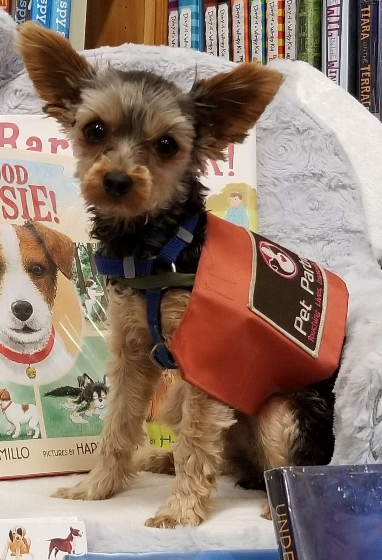 Darcy Library of Beulah mourns beloved therapy dog Denny