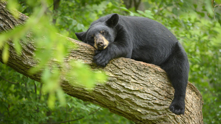 The Overlooked Warning Sign That Points To Bears Near A Hiking Trail