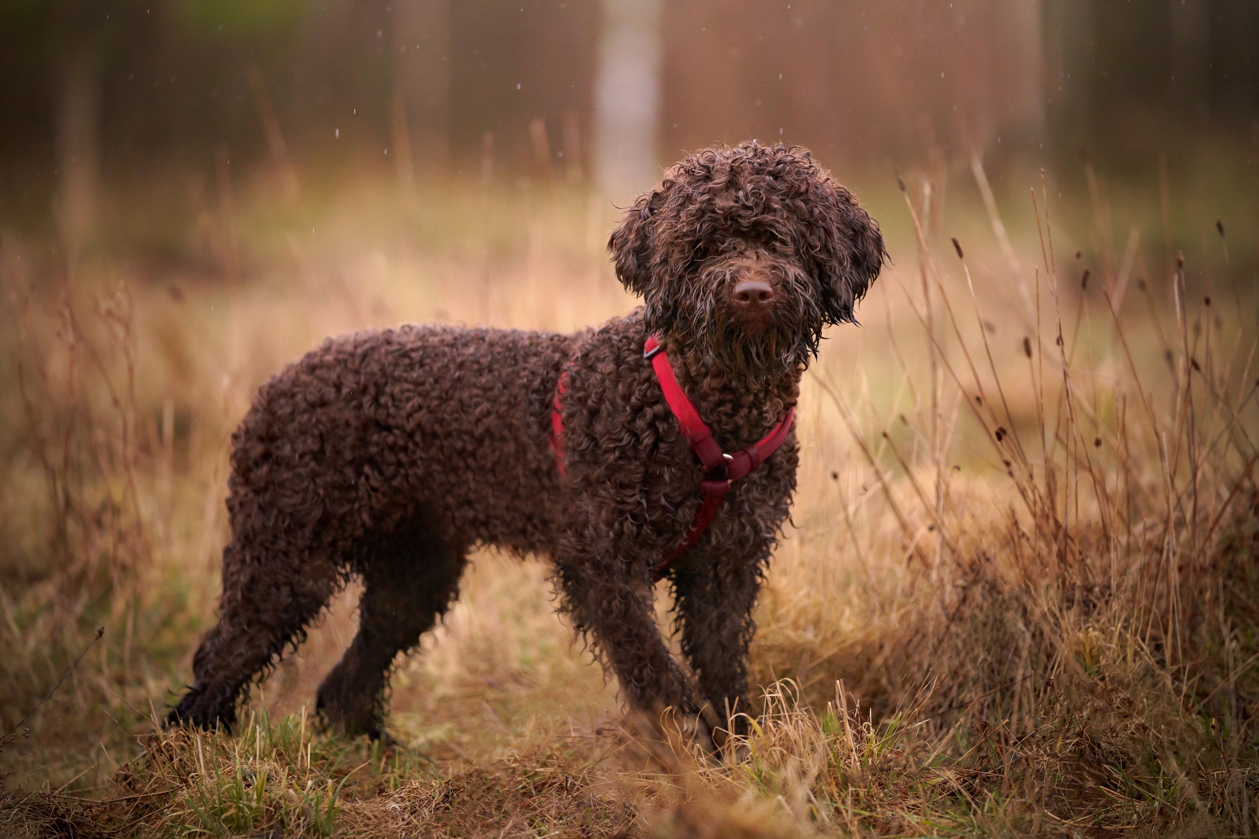 5 curly-coated dog breeds, including the oldest and rarest retriever