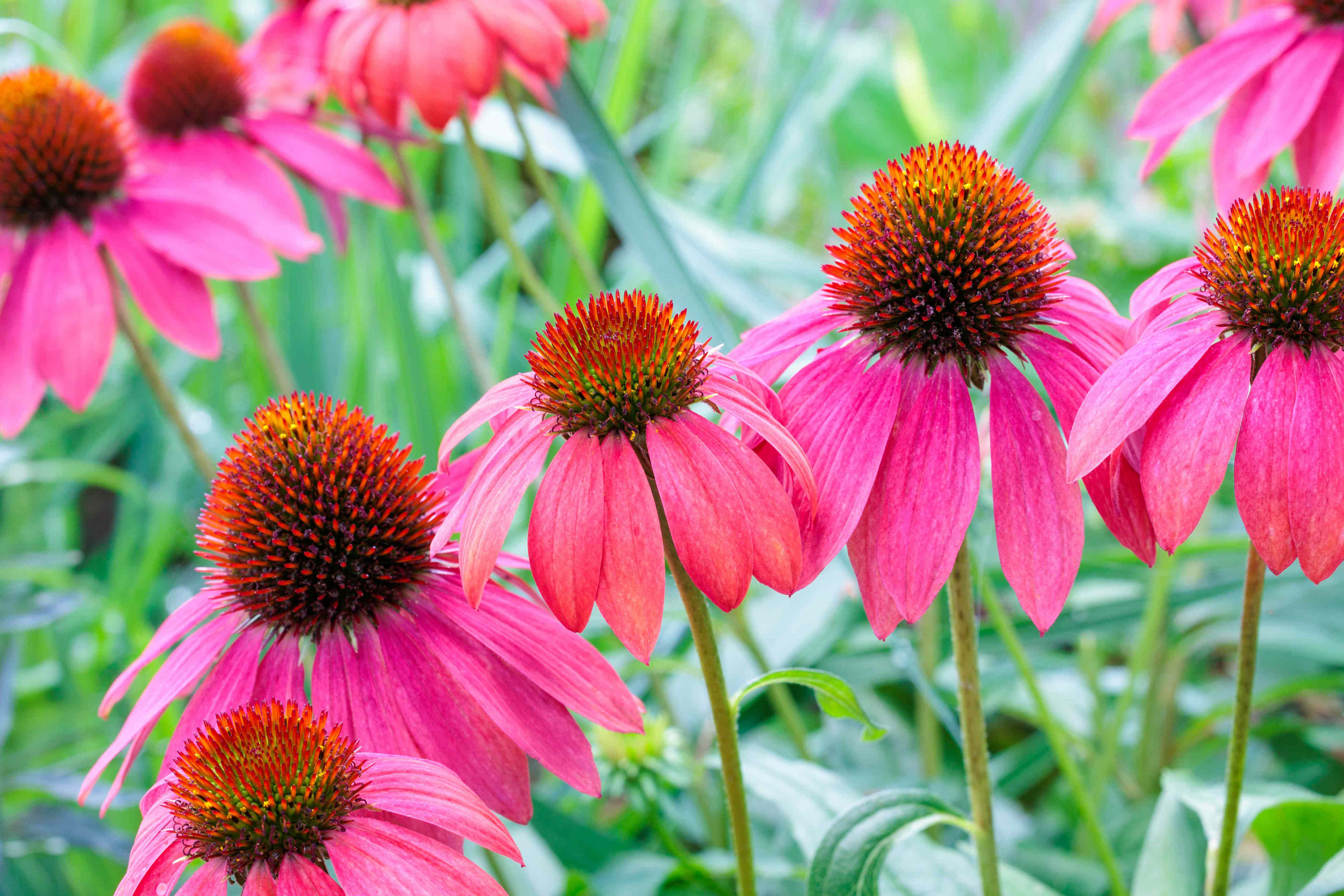 7 Flowers and Shrubs That Bloom in September for a Stunning Fall Garden