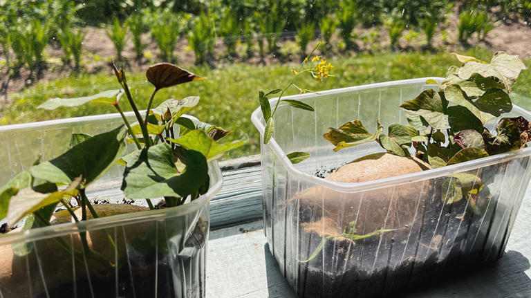 The Best Way To Grow Sweet Potatoes In Containers For Year-Round Harvests