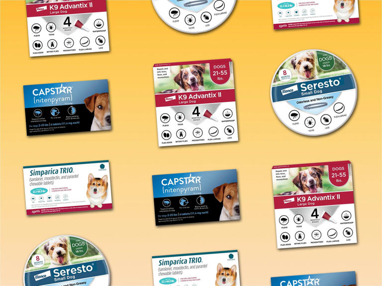 The best flea and tick treatments for dogs