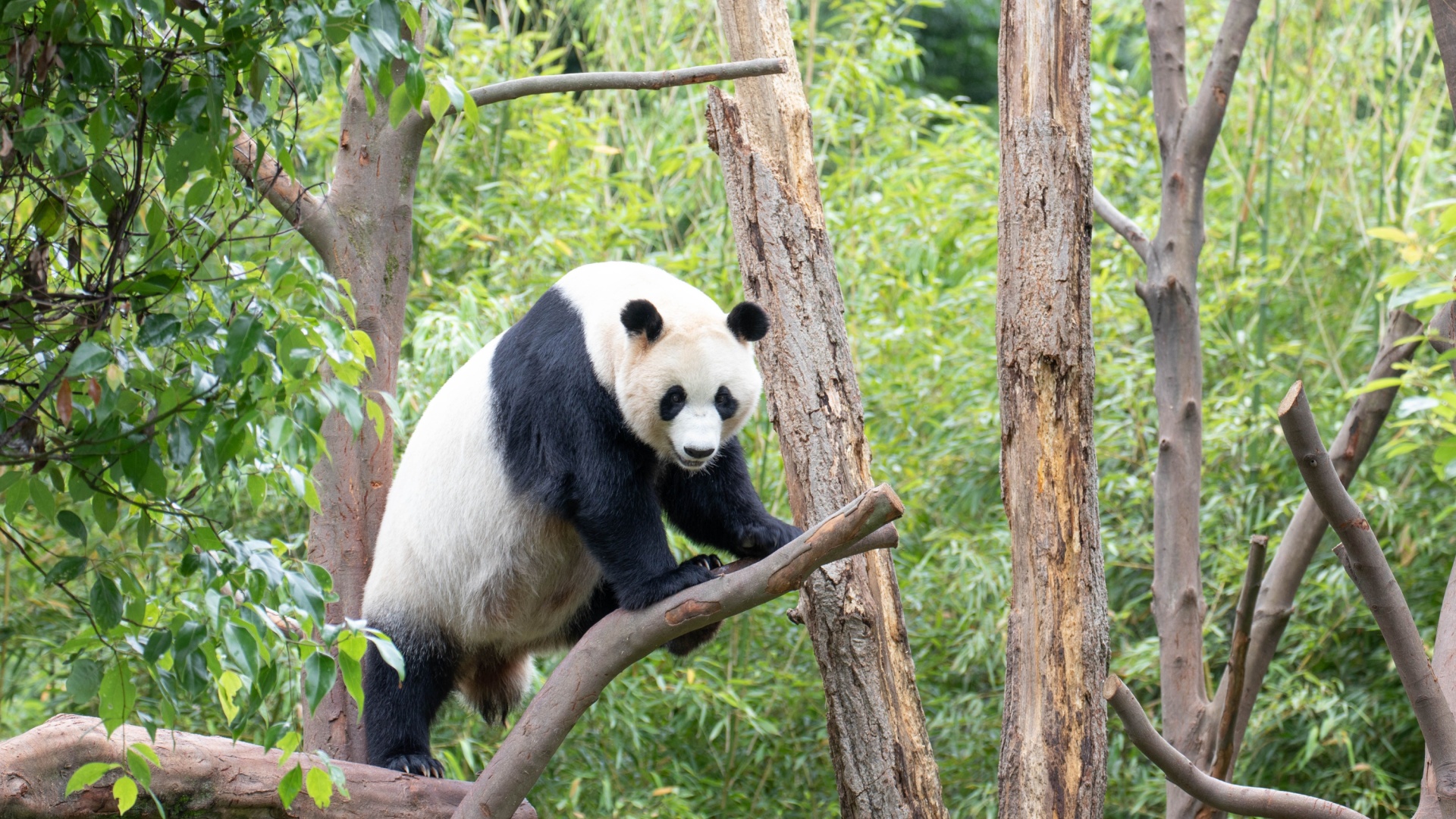 9 Creatures People Thought Were Just Myths