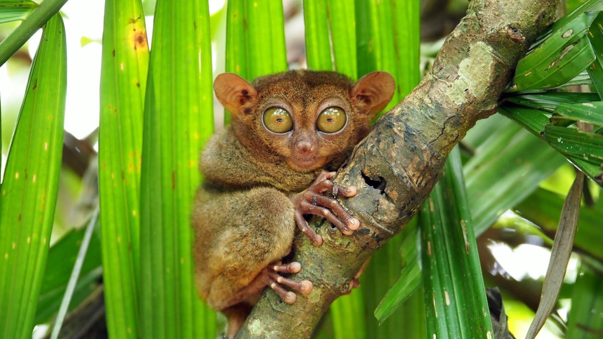 Der Koboldmaki aus der Nähe: Faszinierende Aufnahmen der Schönheit mit ...