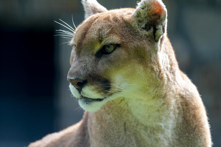 Abilene Zoo mourns loss of beloved cougar Pecos