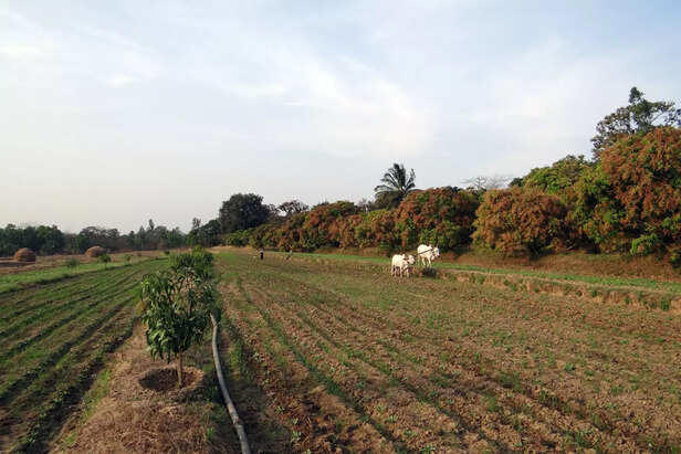 Why Farmers Still Believe Oxen Bring Prosperity During Puja