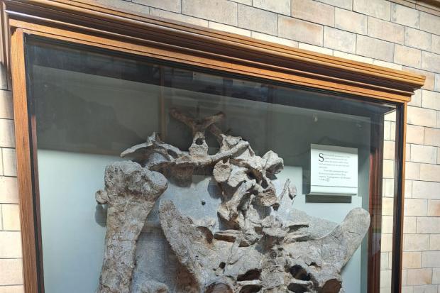 New exhibition at Swindon museum to focus on fossils
