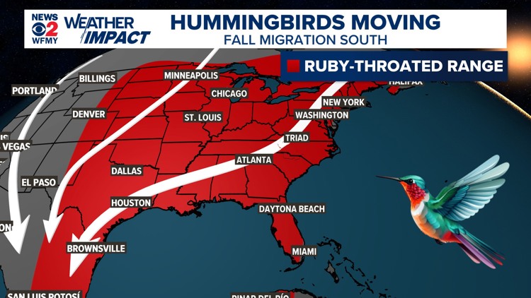 Hummingbird migration: North Carolina welcomes nature's travelers this ...