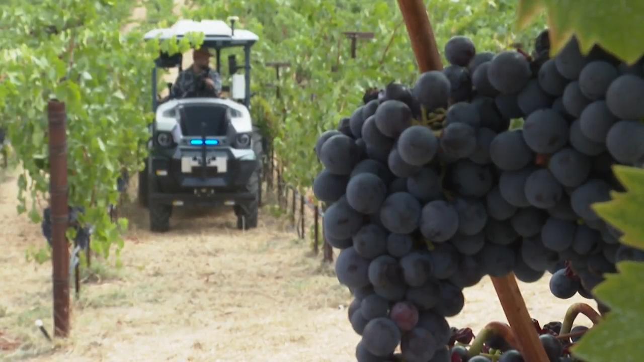 Grapes of Math: Napa winemakers let AI take the wheel in high-tech harvest