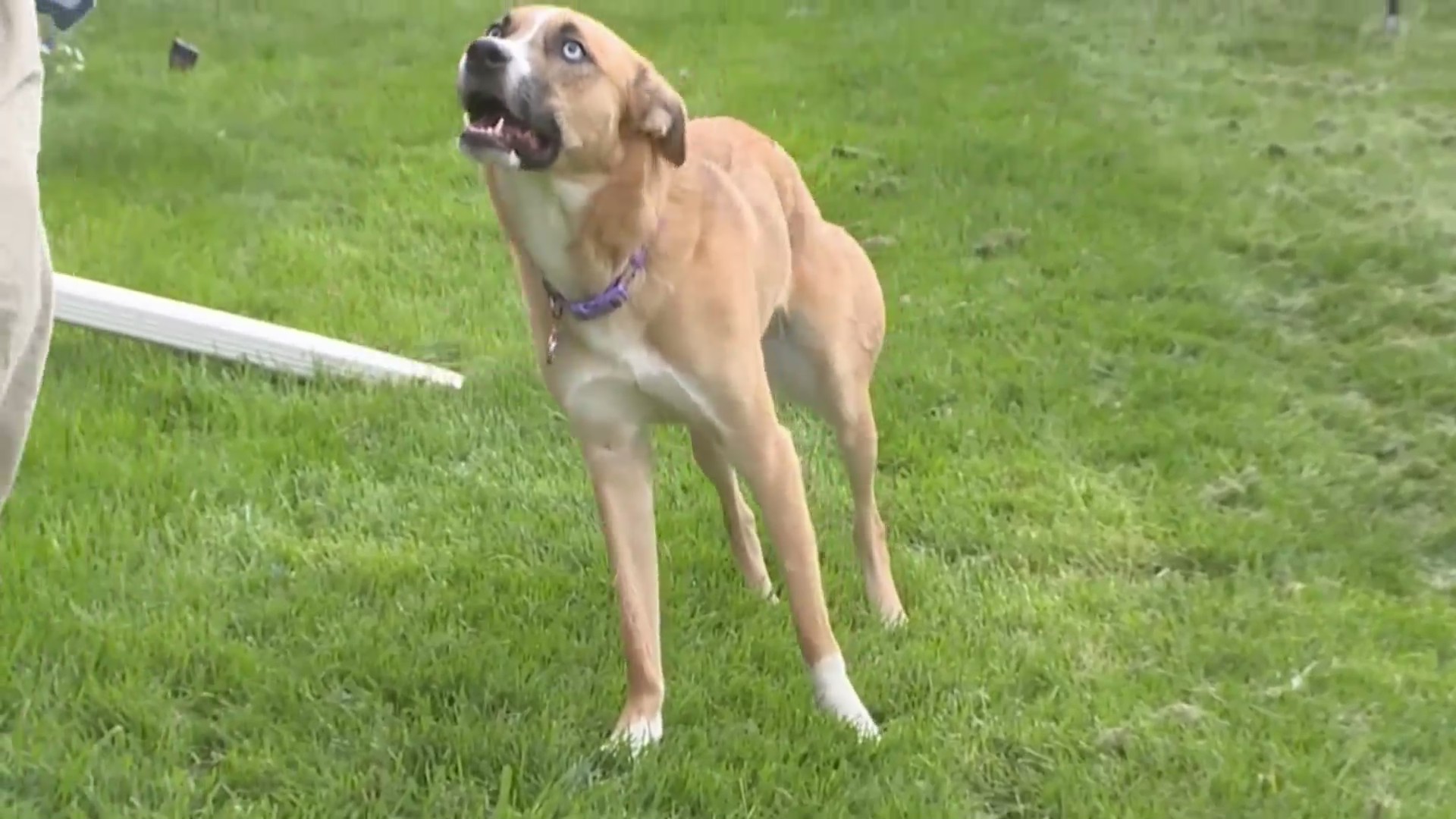 Couple shocked after their dog is shot by a BB gun in their backyard