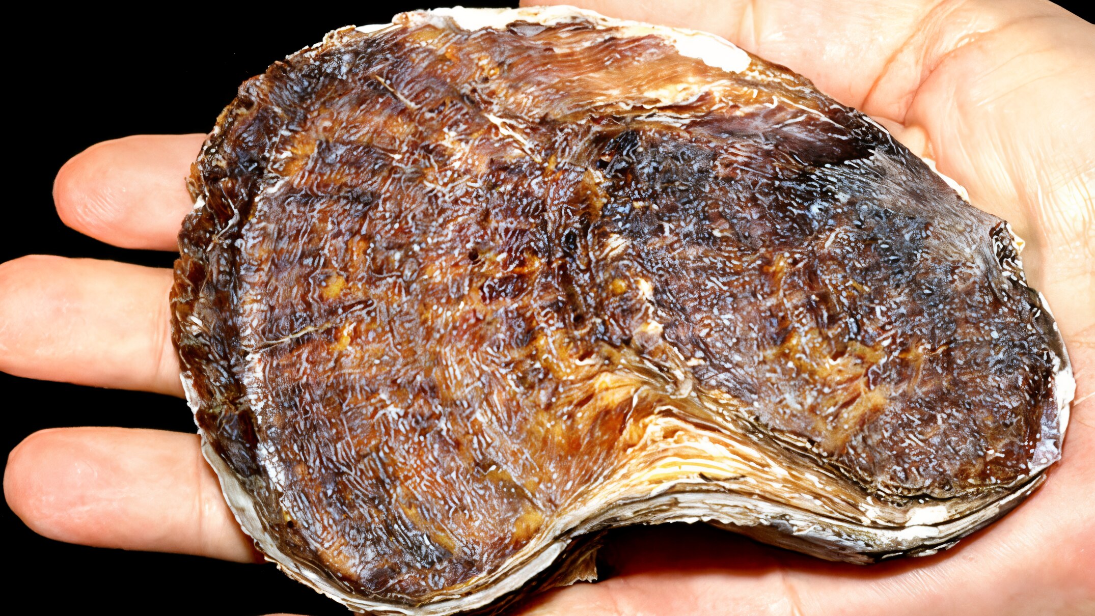 Giant invasive oyster species spreads through Queensland waters