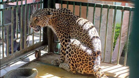 Leopard rescued from Rampur