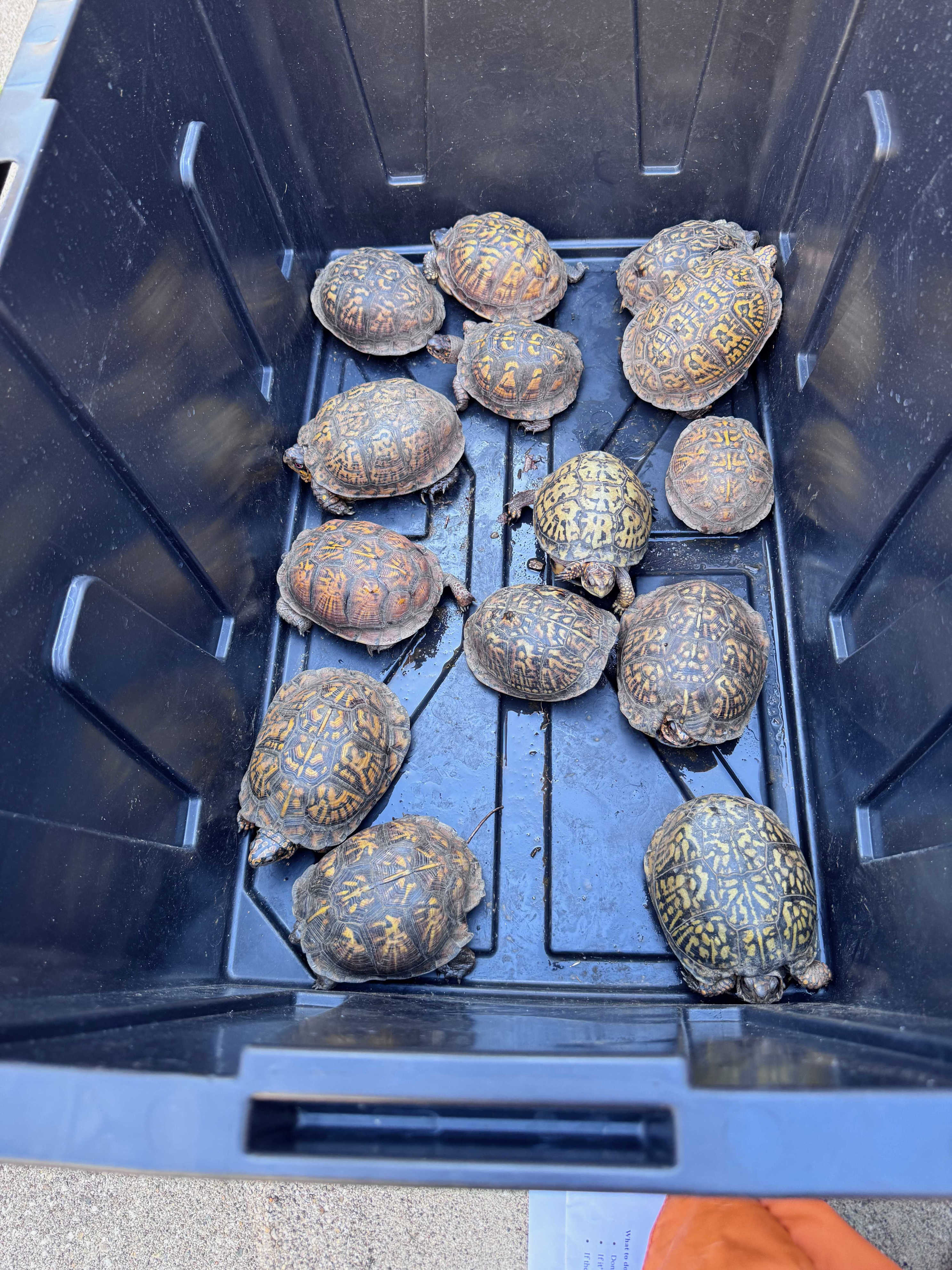 Box turtles get new home thanks to Cincinnati Zoo, ODNR