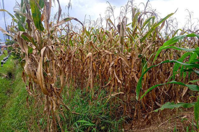 Farmers struggle after pantry staple crop becomes extremely difficult ...